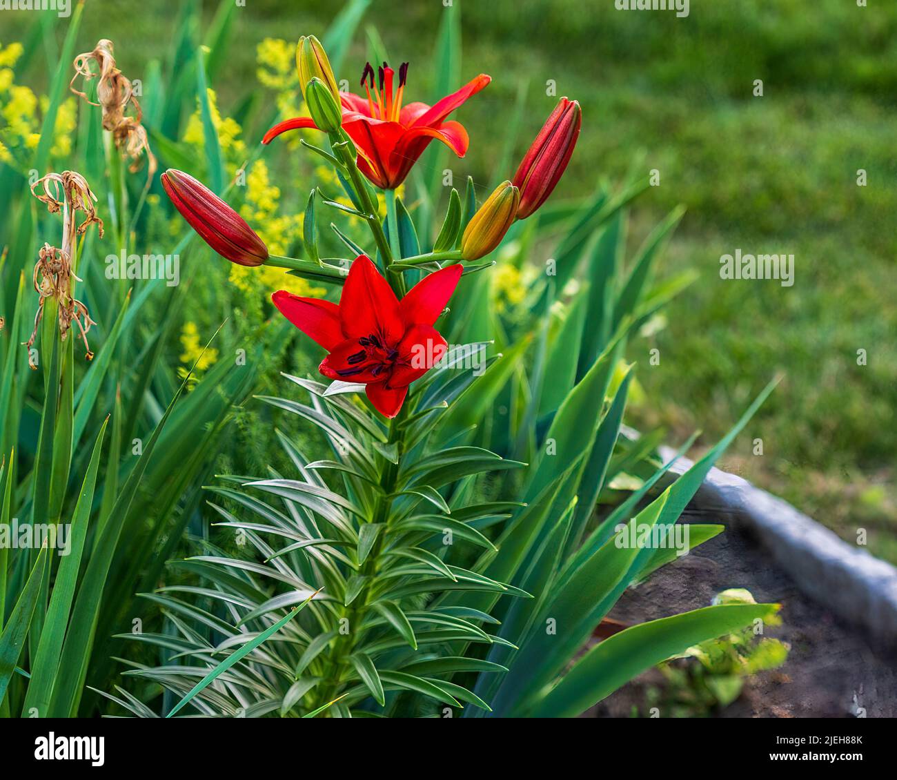 wide angle view of the red lily in the front garden Stock Photo - Alamy