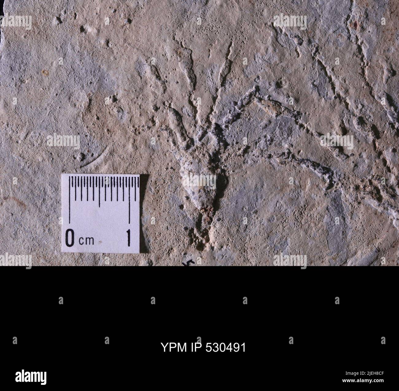 Gogia spiralis Robison, 1965 Stock Photo - Alamy