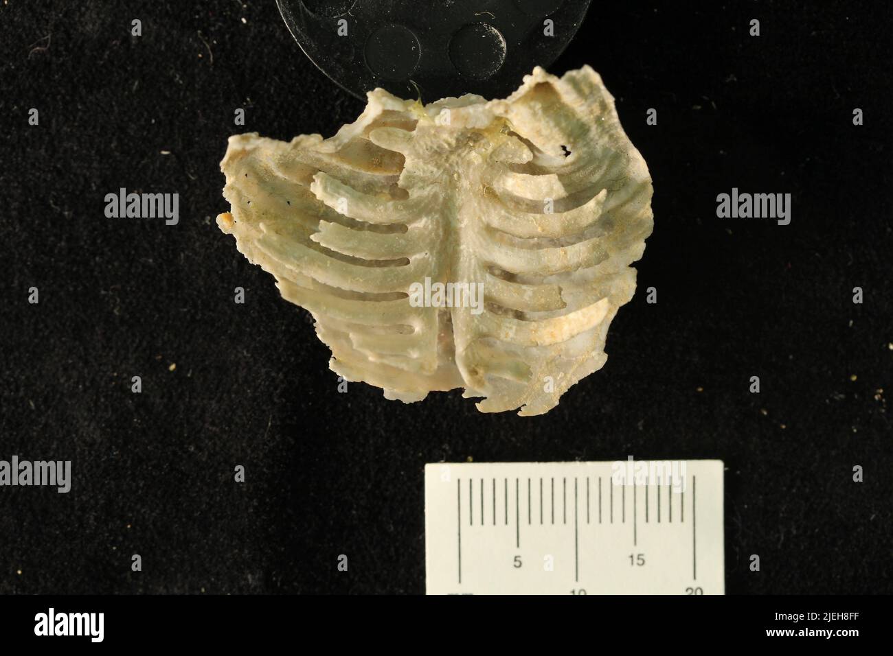 Leptodus nobilis americanus Girty Stock Photo - Alamy