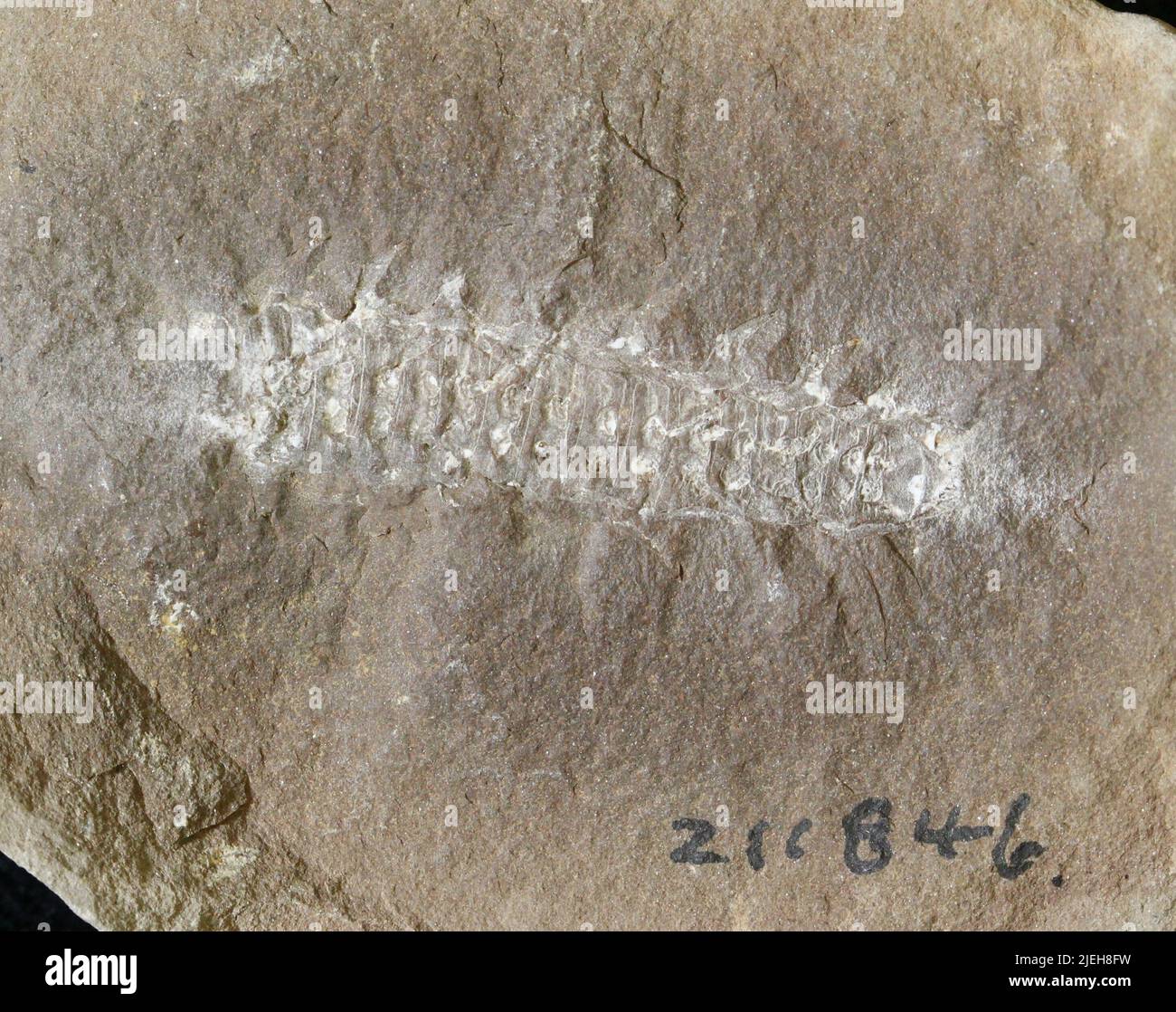 Euphoberia carri scudder animalia hi-res stock photography and images ...