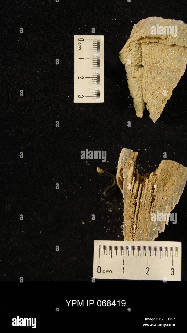 Stromatoporoidea hi-res stock photography and images - Alamy