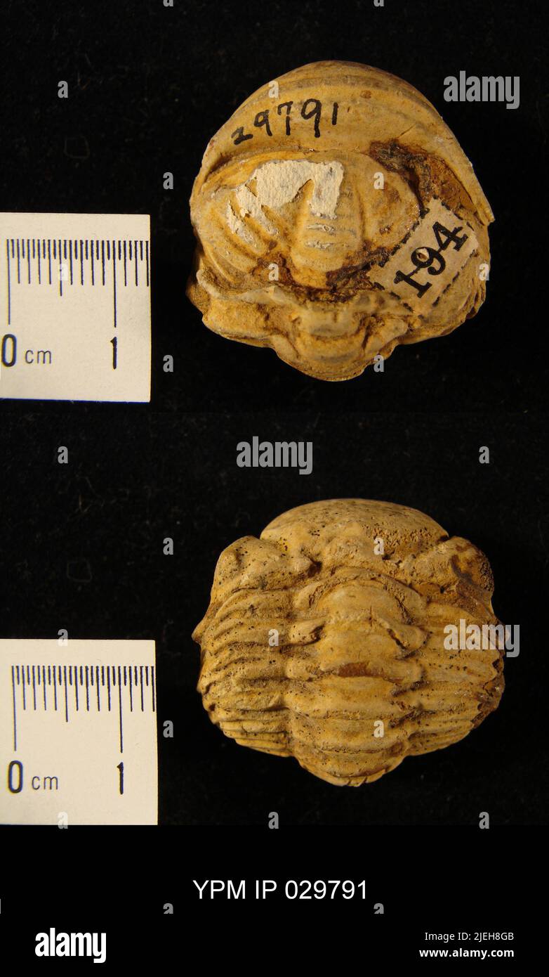 Phacops hi-res stock photography and images - Alamy