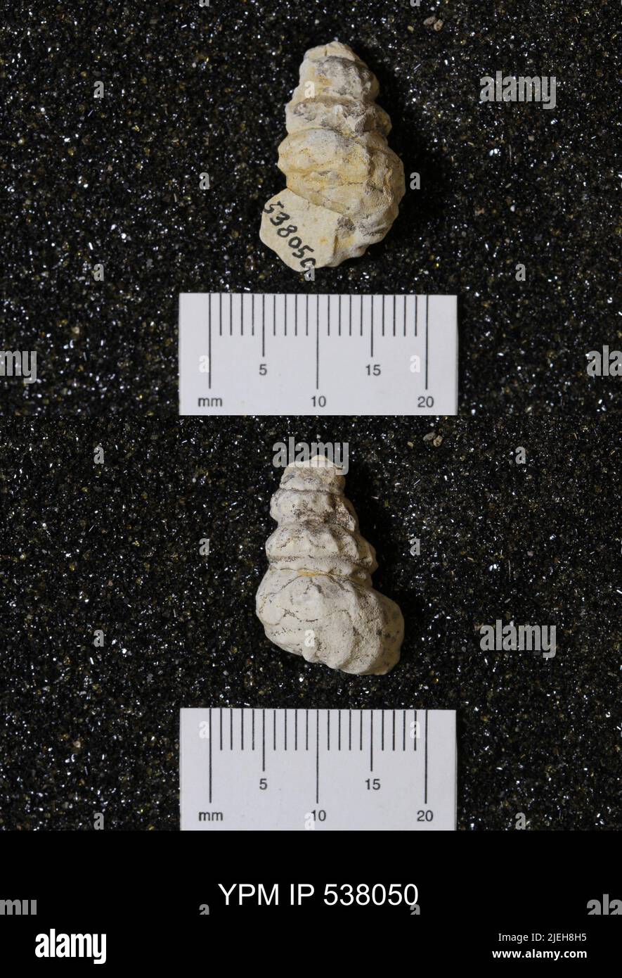 Mariella (Wintonia) bosquensis (Adkins, 1920 Stock Photo - Alamy