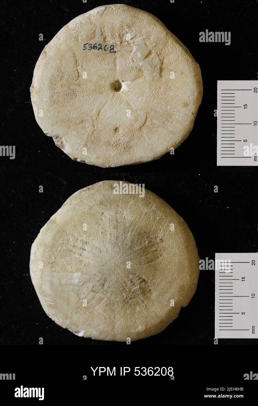 Clypeaster hi-res stock photography and images - Alamy