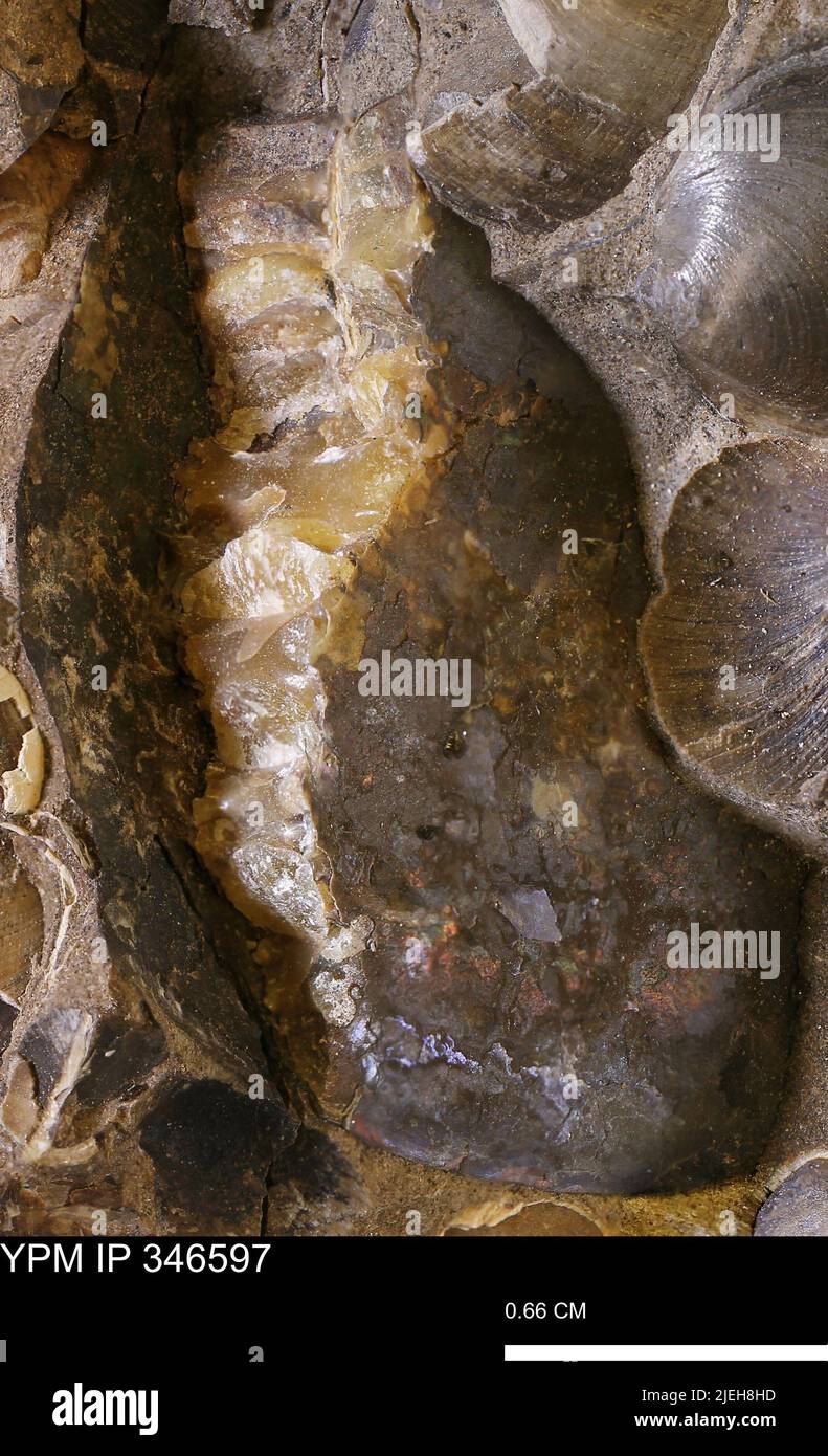 Sphenodiscus sp hi-res stock photography and images - Alamy