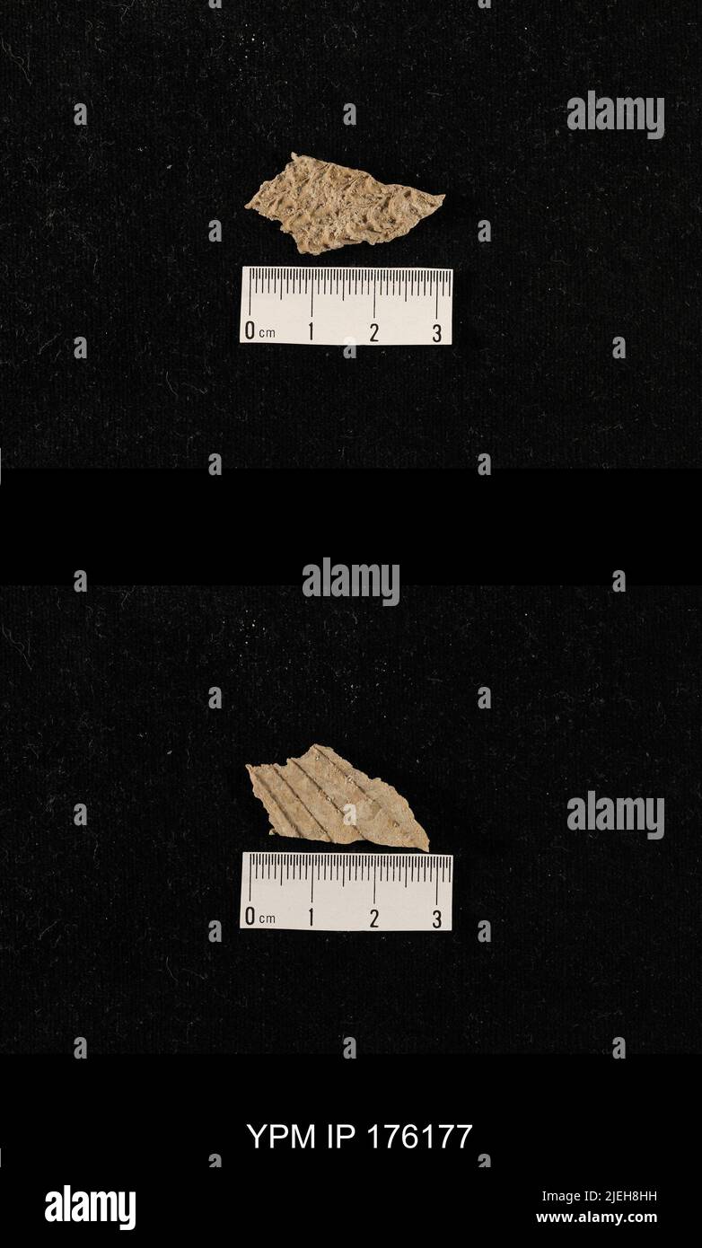 Fossil pectinidae hi-res stock photography and images - Alamy