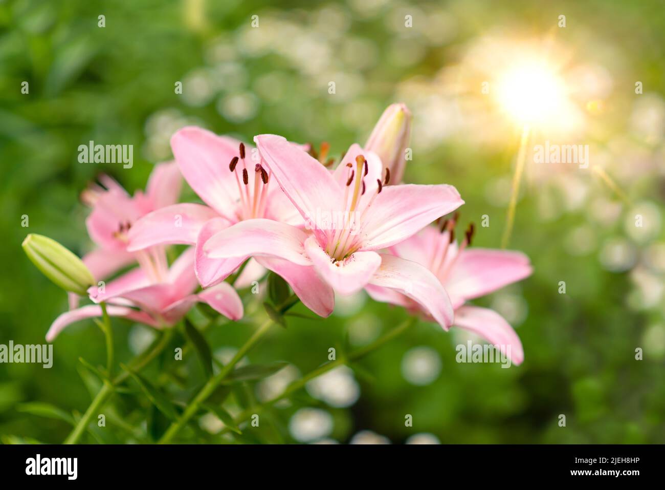 Beautiful lily flower on a background of green leaves. Lily flowers ...