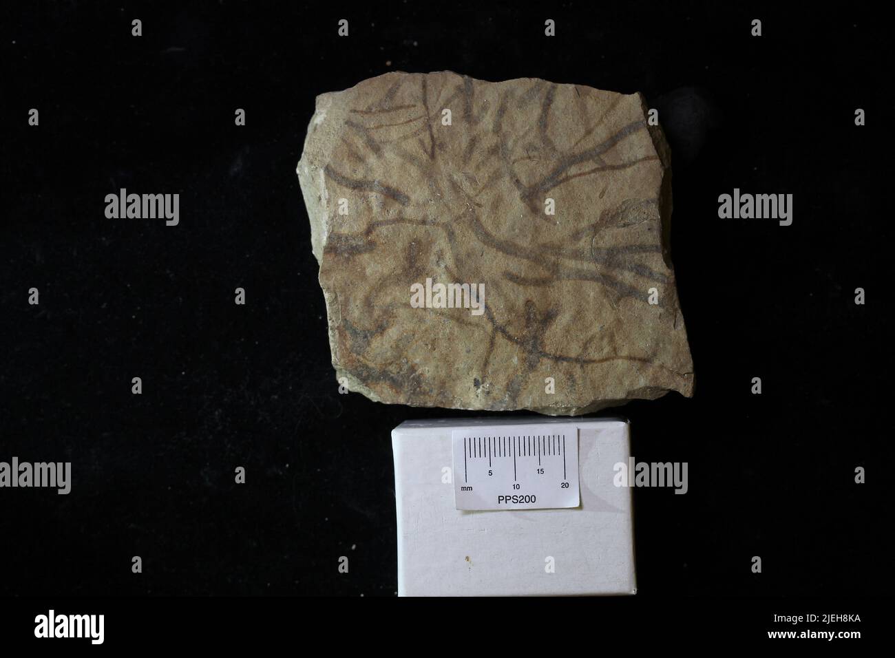 Chondrites hi-res stock photography and images - Alamy