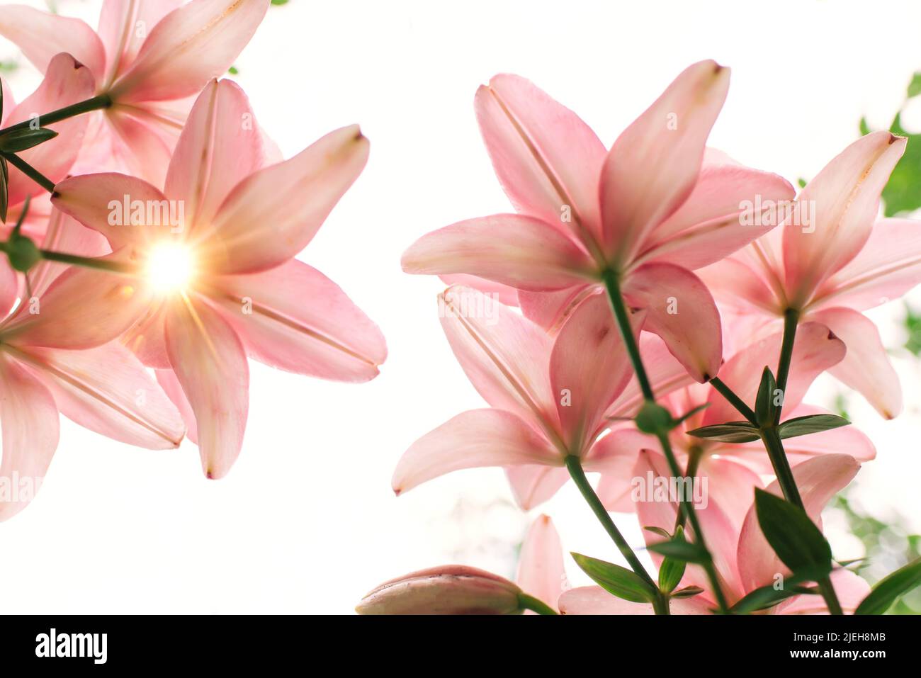 Beautiful lily flower on a background of green leaves. Lily flowers ...