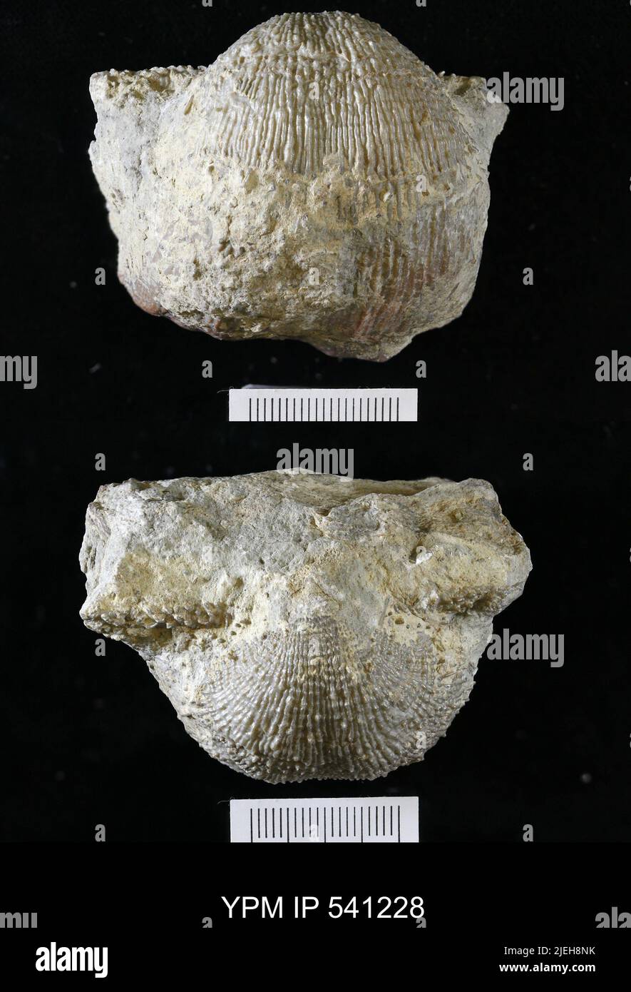 Dictyoclostus sp animalia hi-res stock photography and images - Alamy