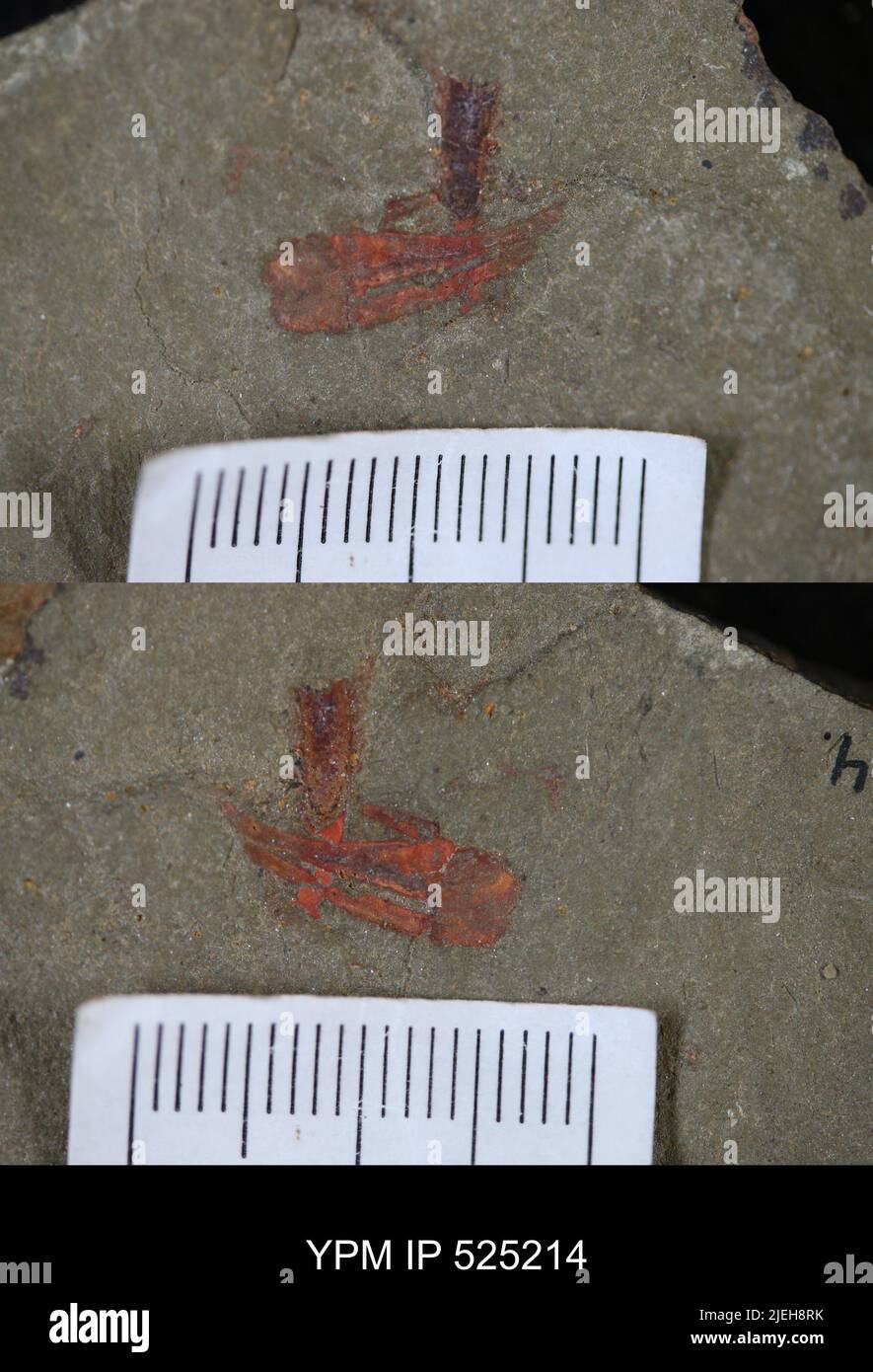 Phyllocarida hi-res stock photography and images - Alamy