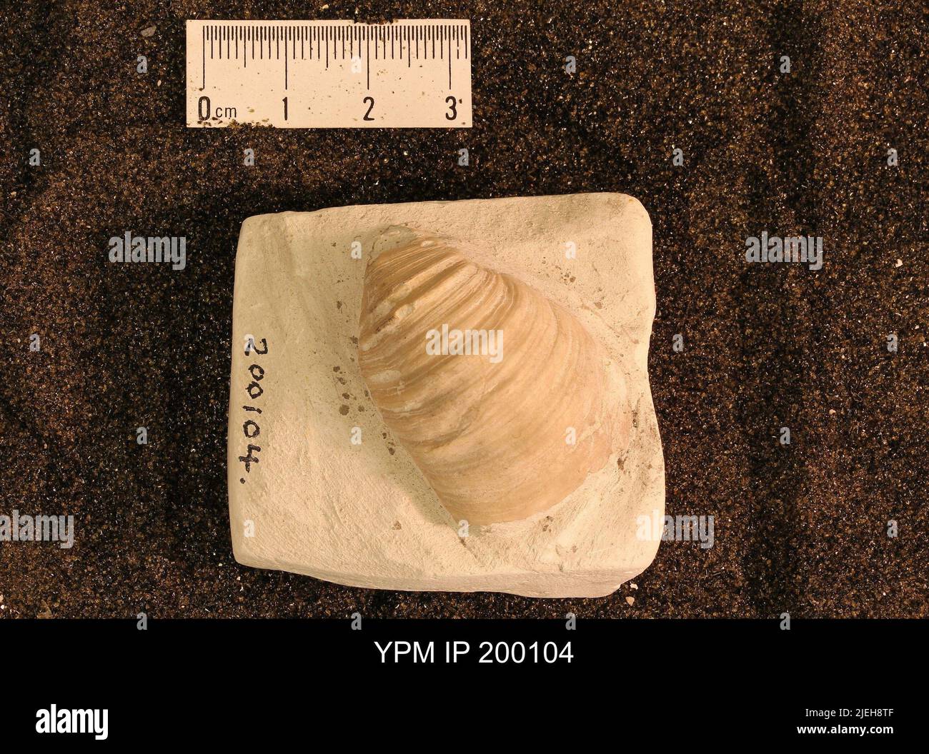 Inoceramus brogniarti animalia hi-res stock photography and images - Alamy