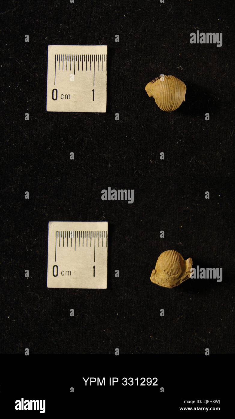 Organisms unique morphology hi-res stock photography and images - Alamy