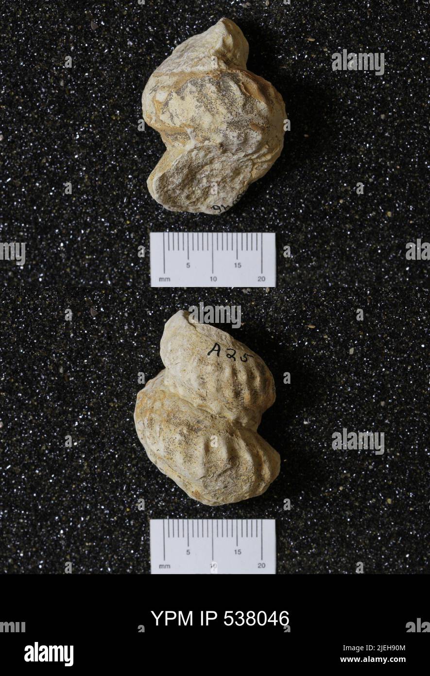 Mariella (Wintonia) bosquensis (Adkins, 1920 Stock Photo - Alamy