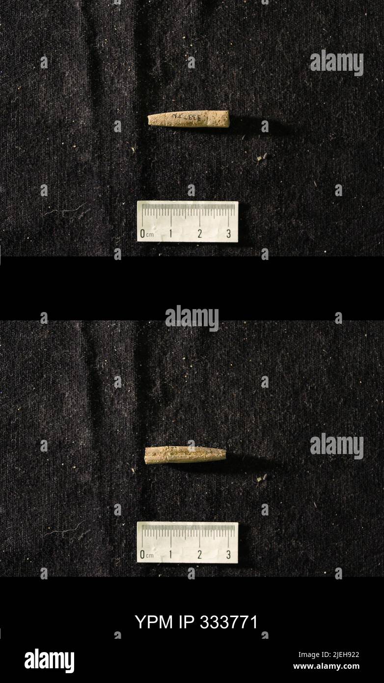 Belemnitida hi-res stock photography and images - Alamy