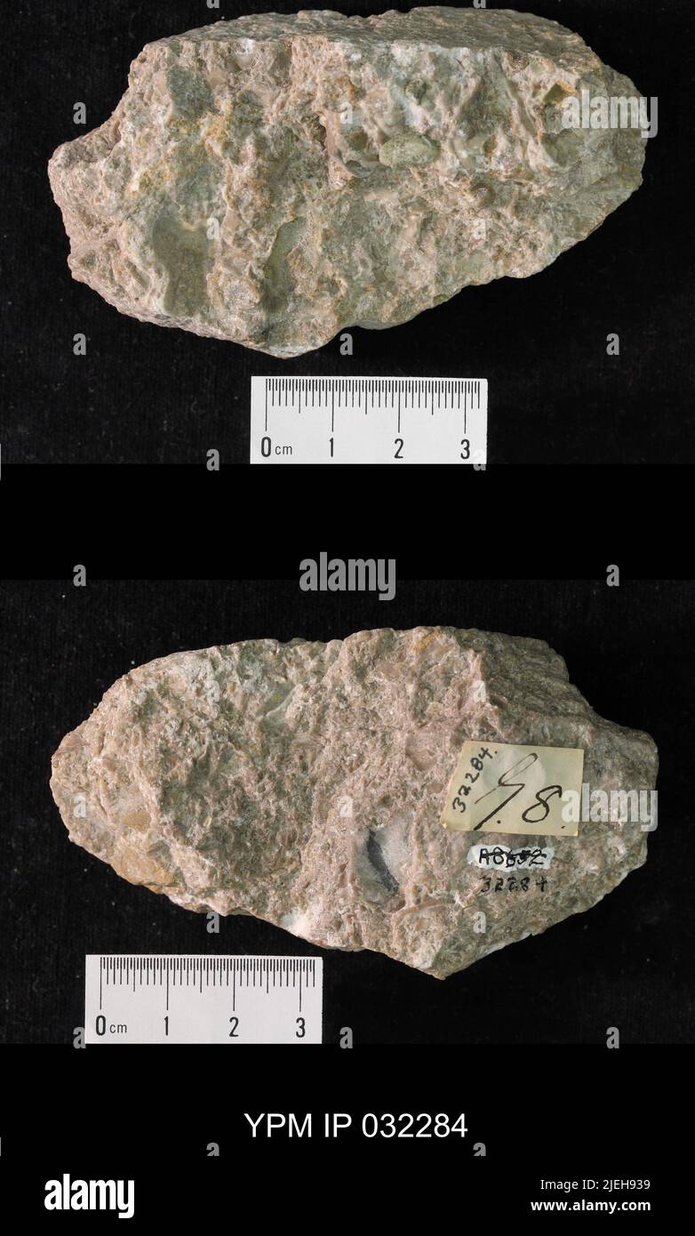 Tricrepicephalus tripunctatus whitfield animalia hi-res stock ...