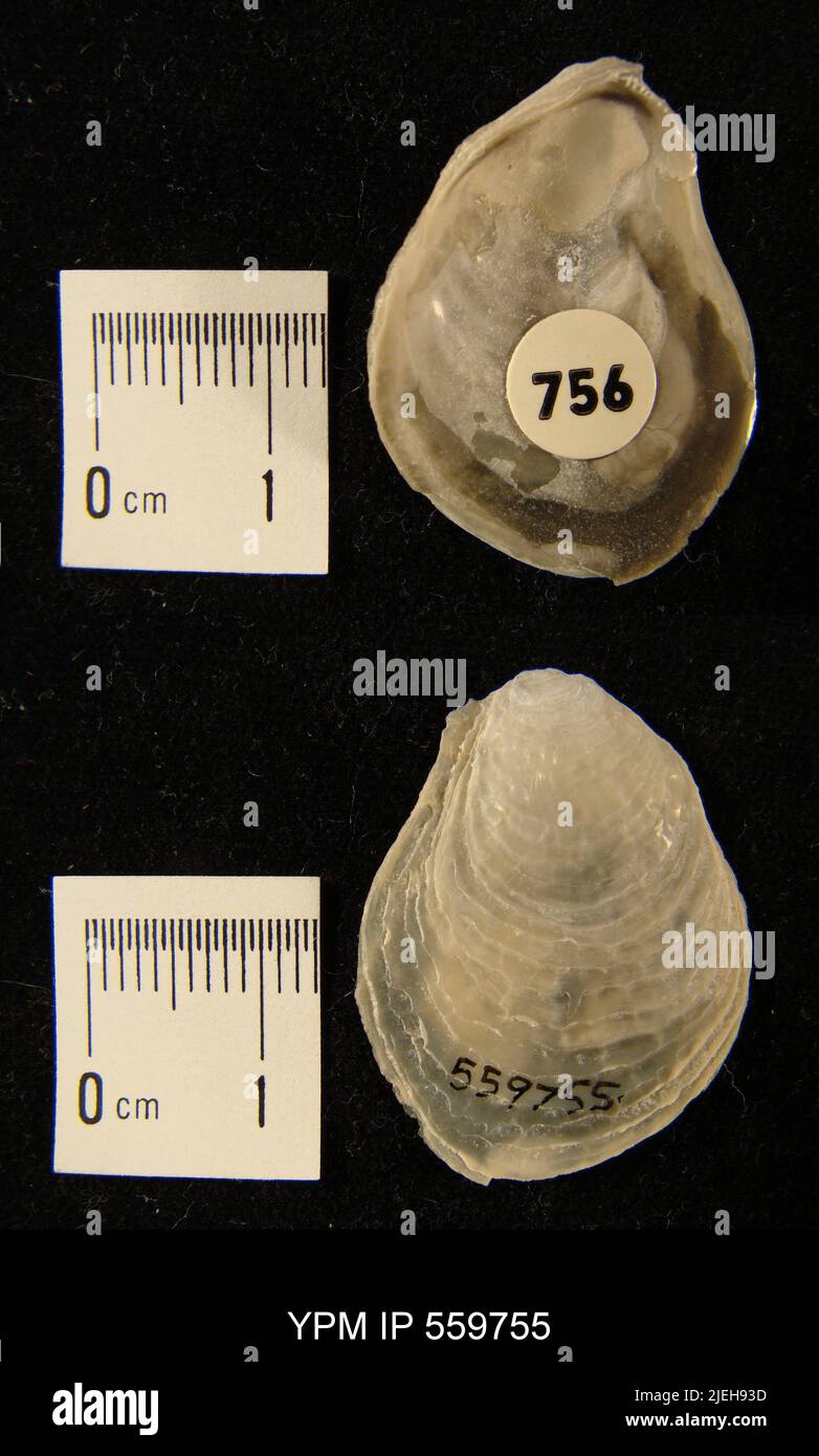 Anomia simplex dorbigny hi-res stock photography and images - Alamy