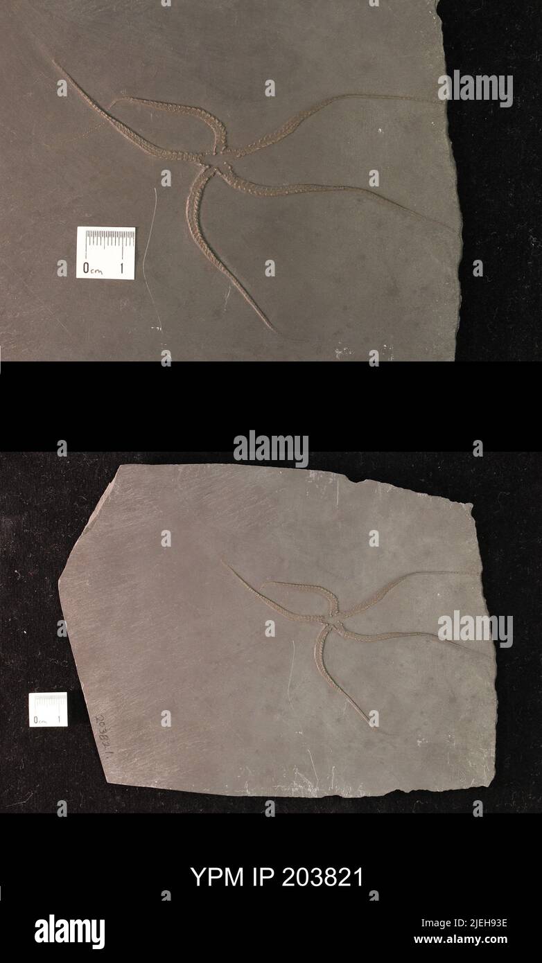 Furcaster palaeozoicus Sturtz Stock Photo - Alamy
