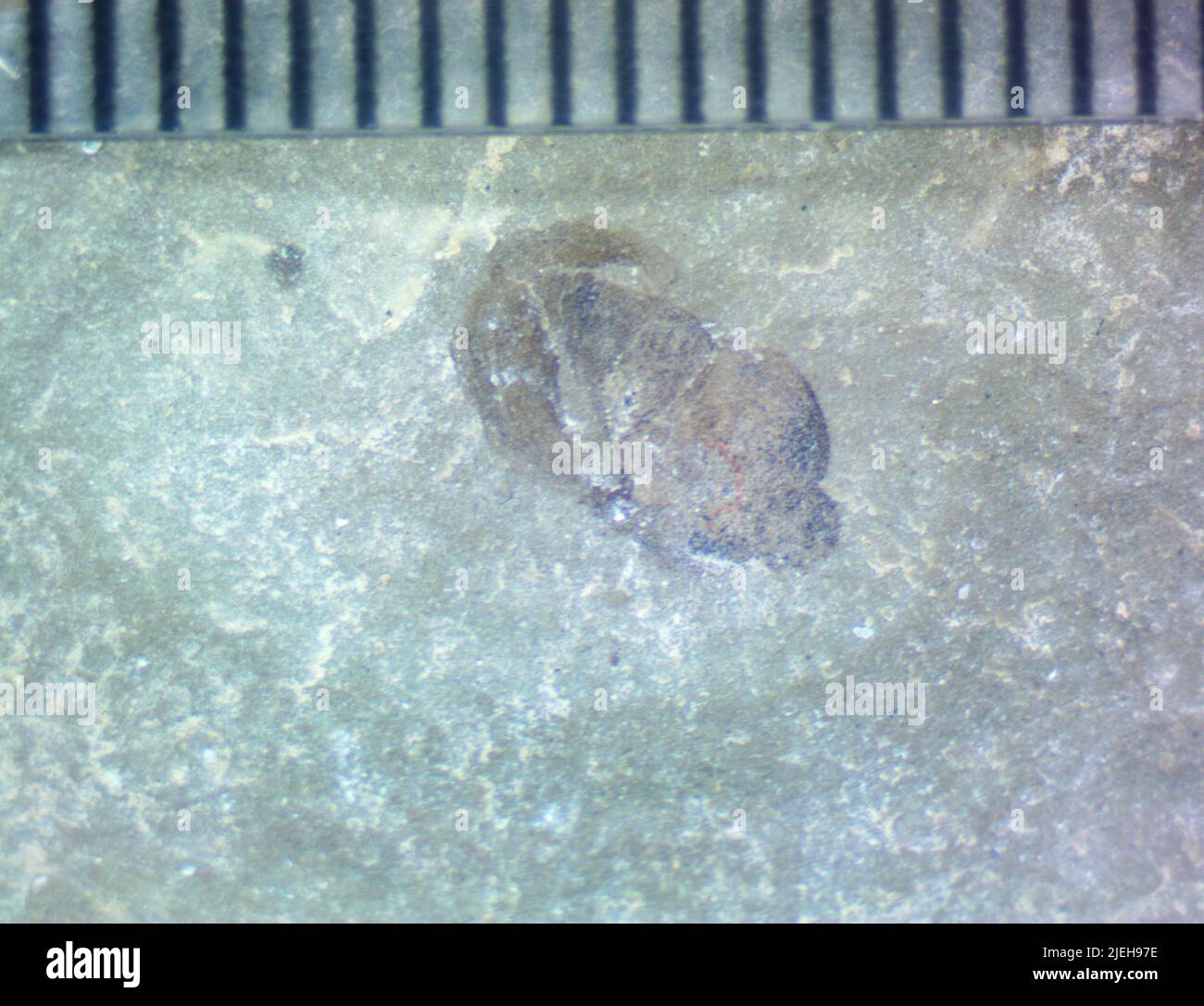 Undet heteroptera animalia hi-res stock photography and images - Alamy