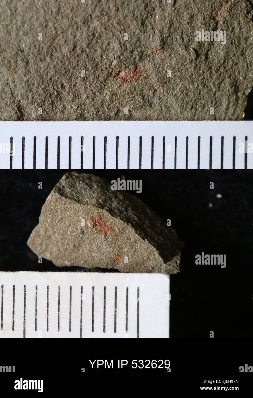 Phylum cnidaria jellyfish hi-res stock photography and images - Alamy