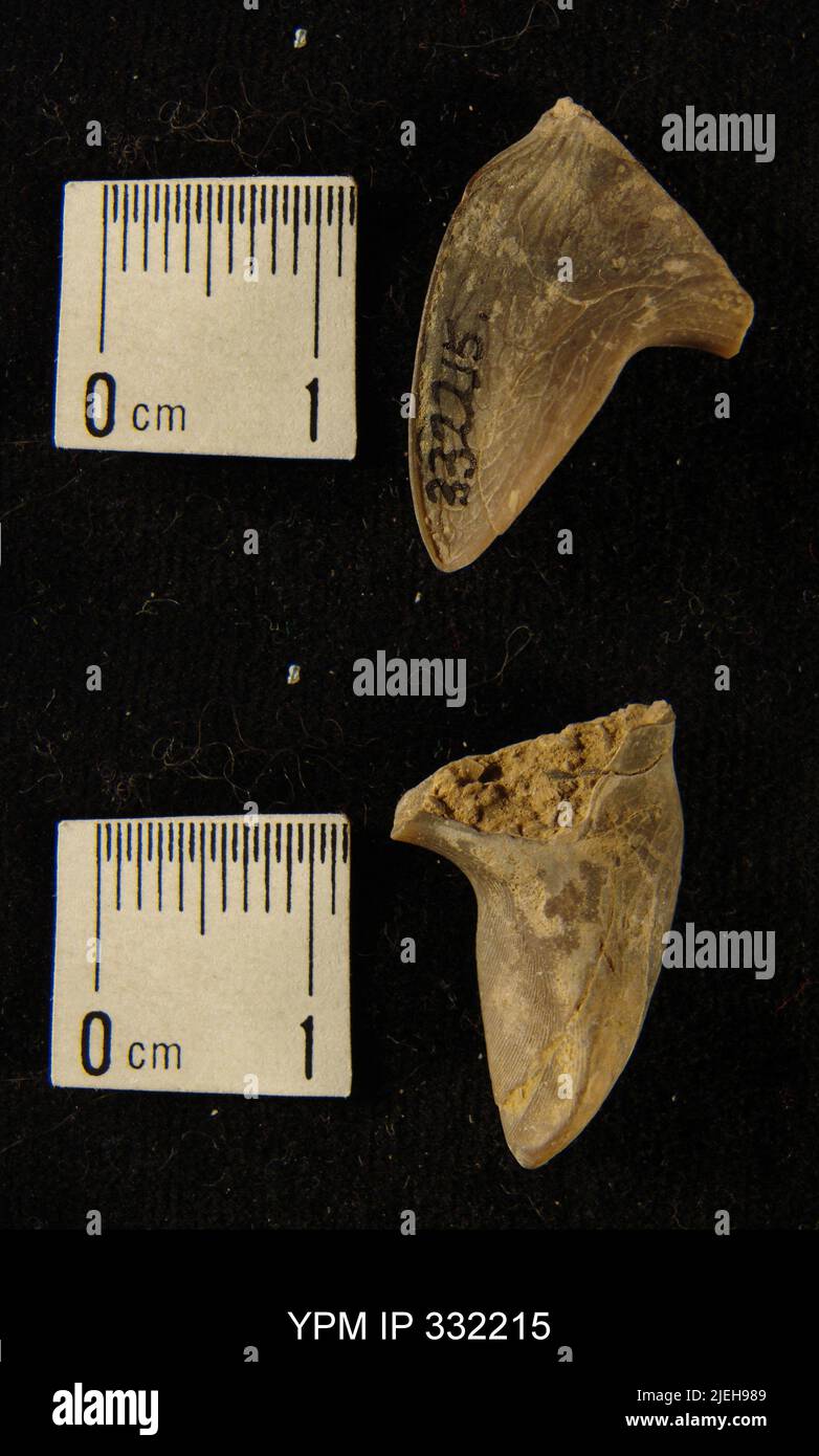 Isotelus hi-res stock photography and images - Alamy