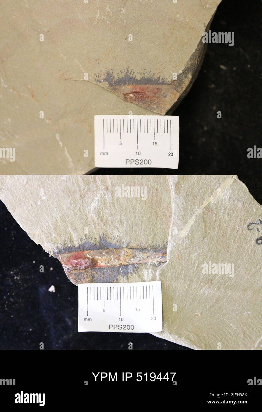 Sphenothallus sp hi-res stock photography and images - Alamy