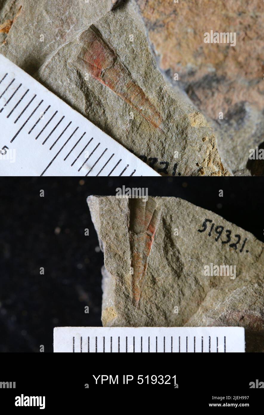 Hyolith hi-res stock photography and images - Alamy