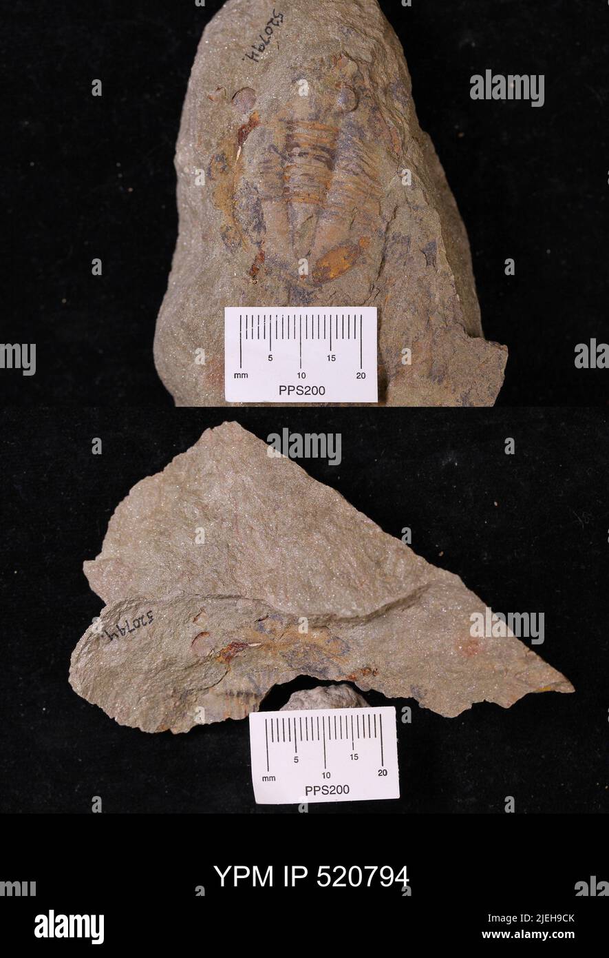 Asaphidae hi-res stock photography and images - Alamy