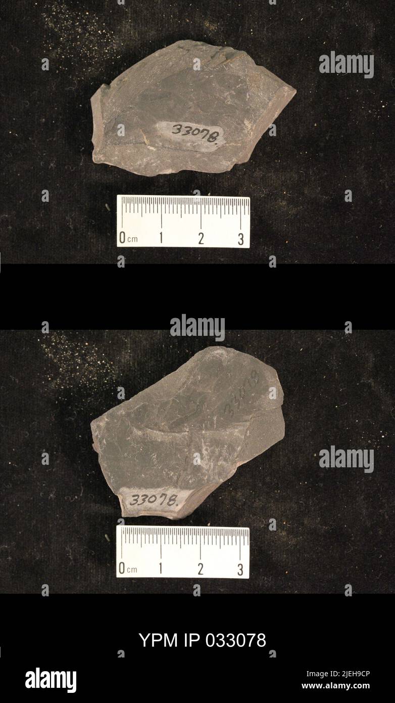 Mormolucoides articulatus Hitchcock. IPB.09955: Massachusetts. Franklin ...