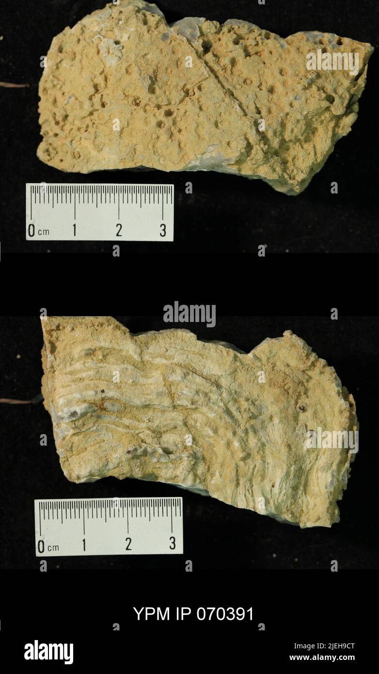 Heliolites spongiosus Foerste, 1906 Stock Photo - Alamy