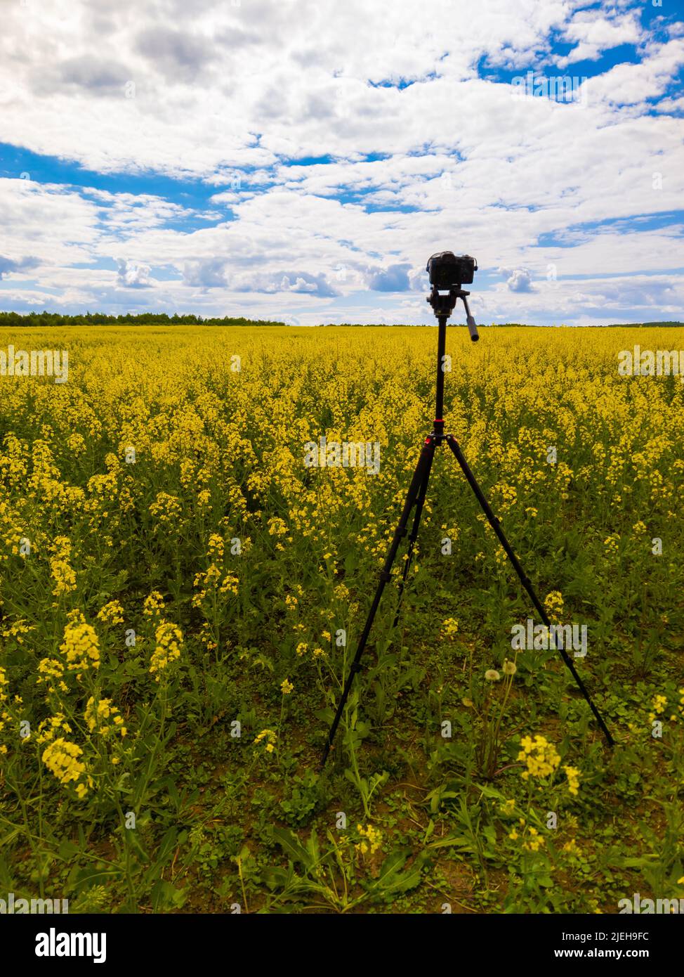 modern professional mirrorless camera on tripod shooting yellow field ...