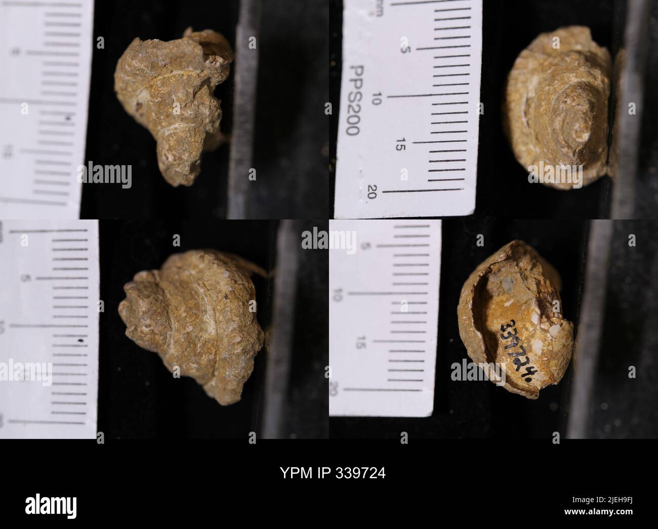 Campeloma nebrascensis nebrascensis (Meek & Hayden, 1856 Stock Photo ...