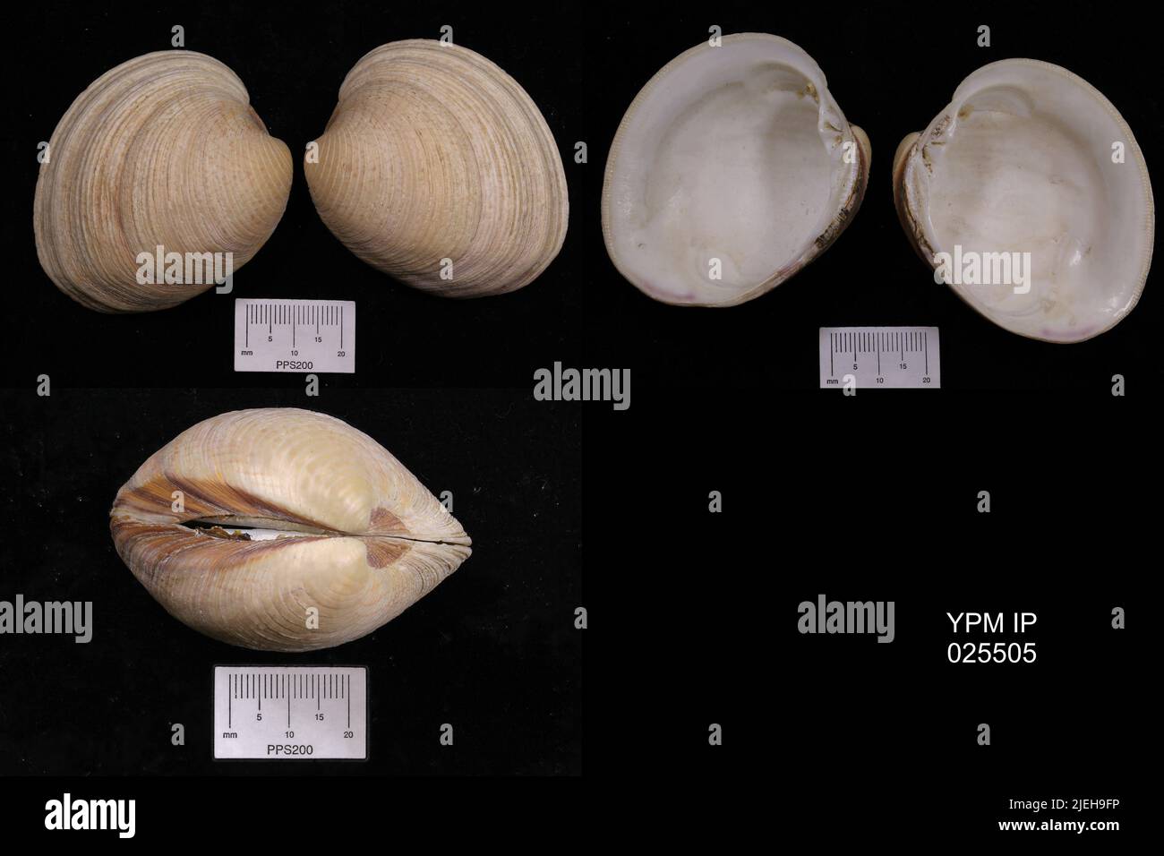 Veneridae hi-res stock photography and images - Alamy