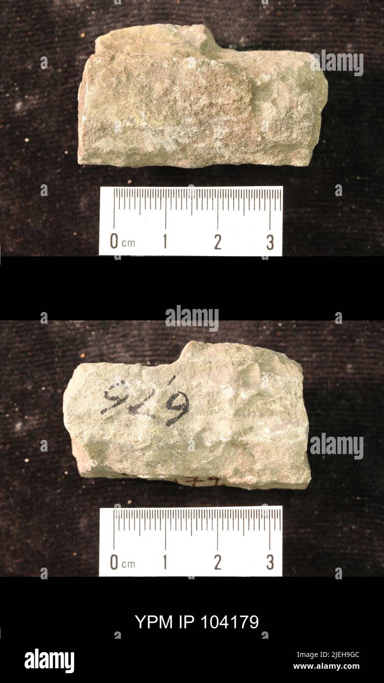 Beatricia undulata animalia hi-res stock photography and images - Alamy