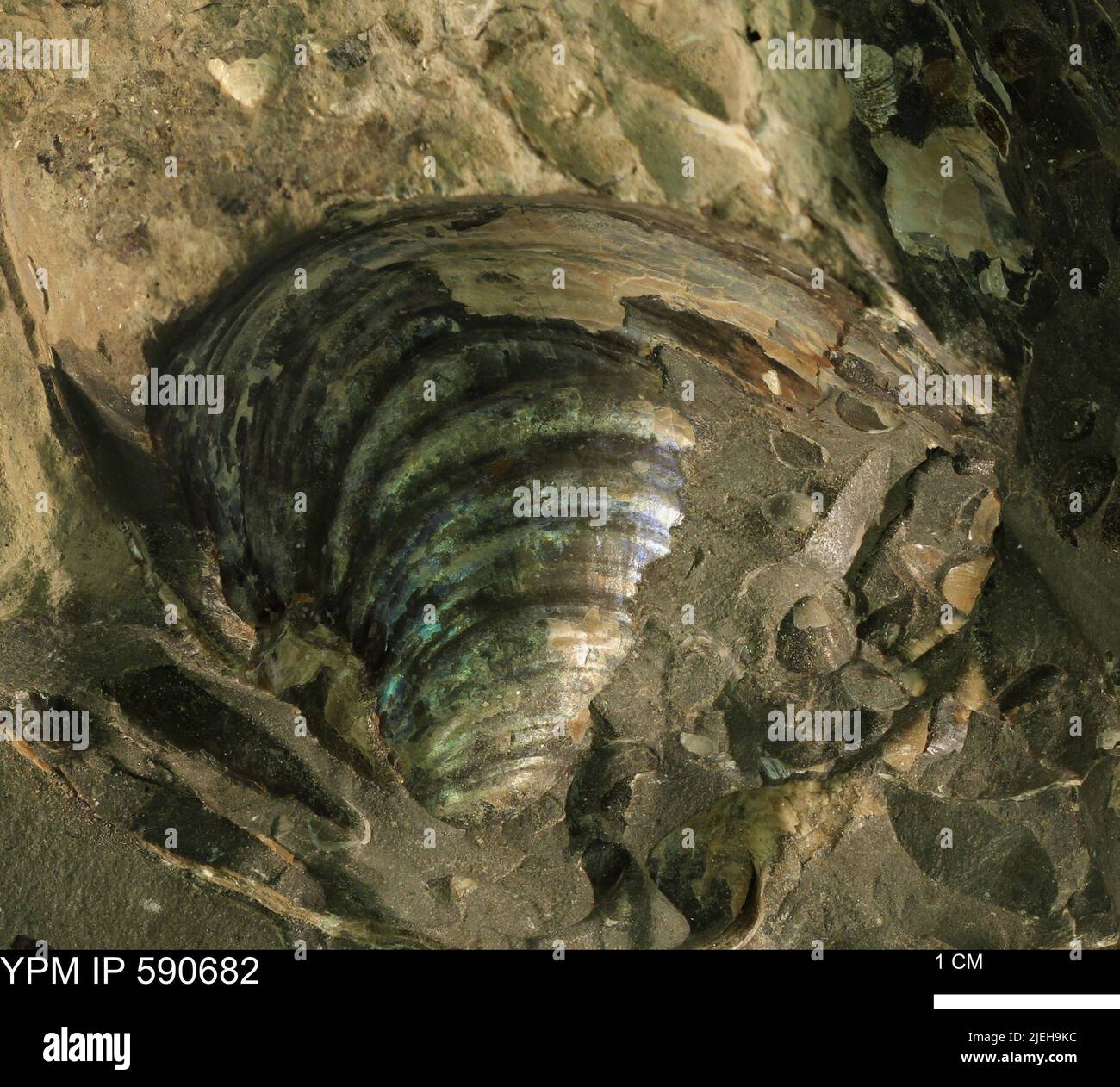 Diversity of shell forms hi-res stock photography and images - Alamy
