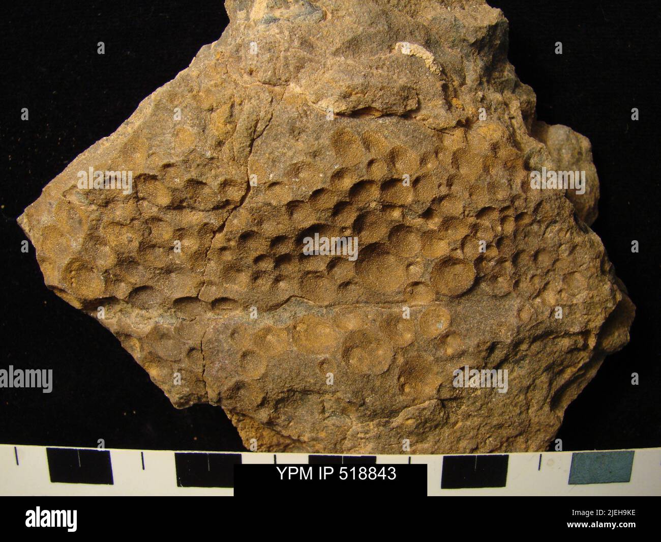 Conulariida animalia hi-res stock photography and images - Alamy