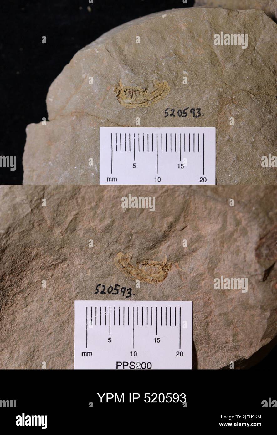 Undet graptolithina animalia hi-res stock photography and images - Alamy