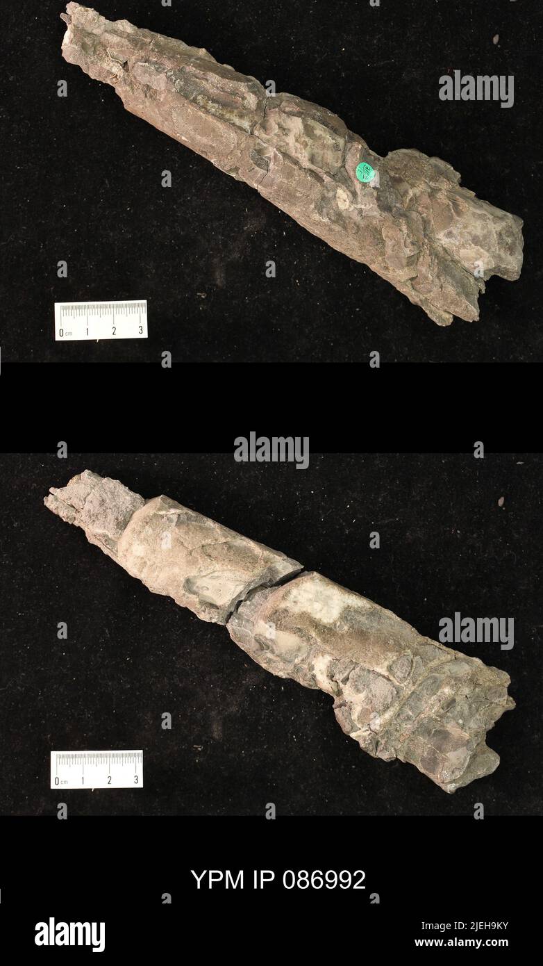 Vaginoceras piscator animalia hi-res stock photography and images - Alamy