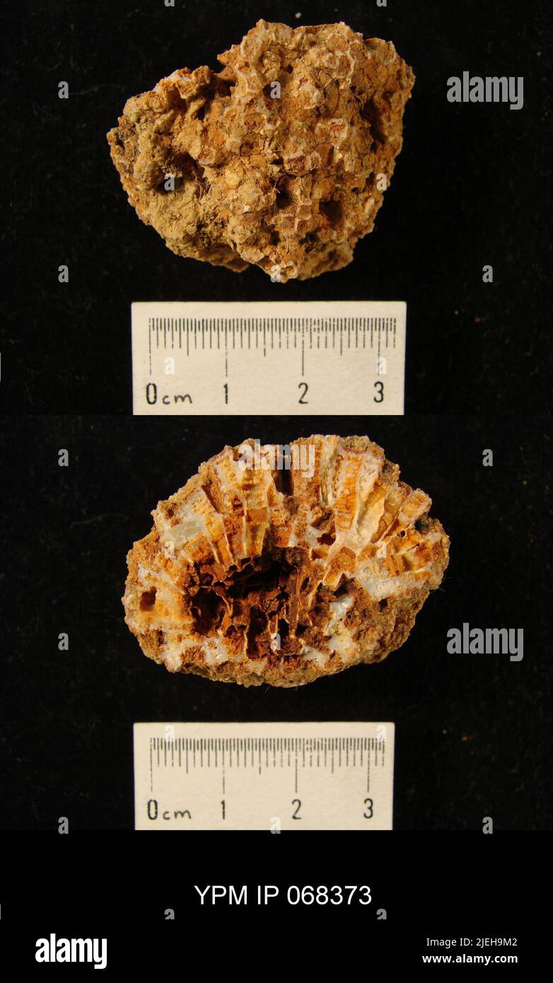 Tabulata hi-res stock photography and images - Alamy