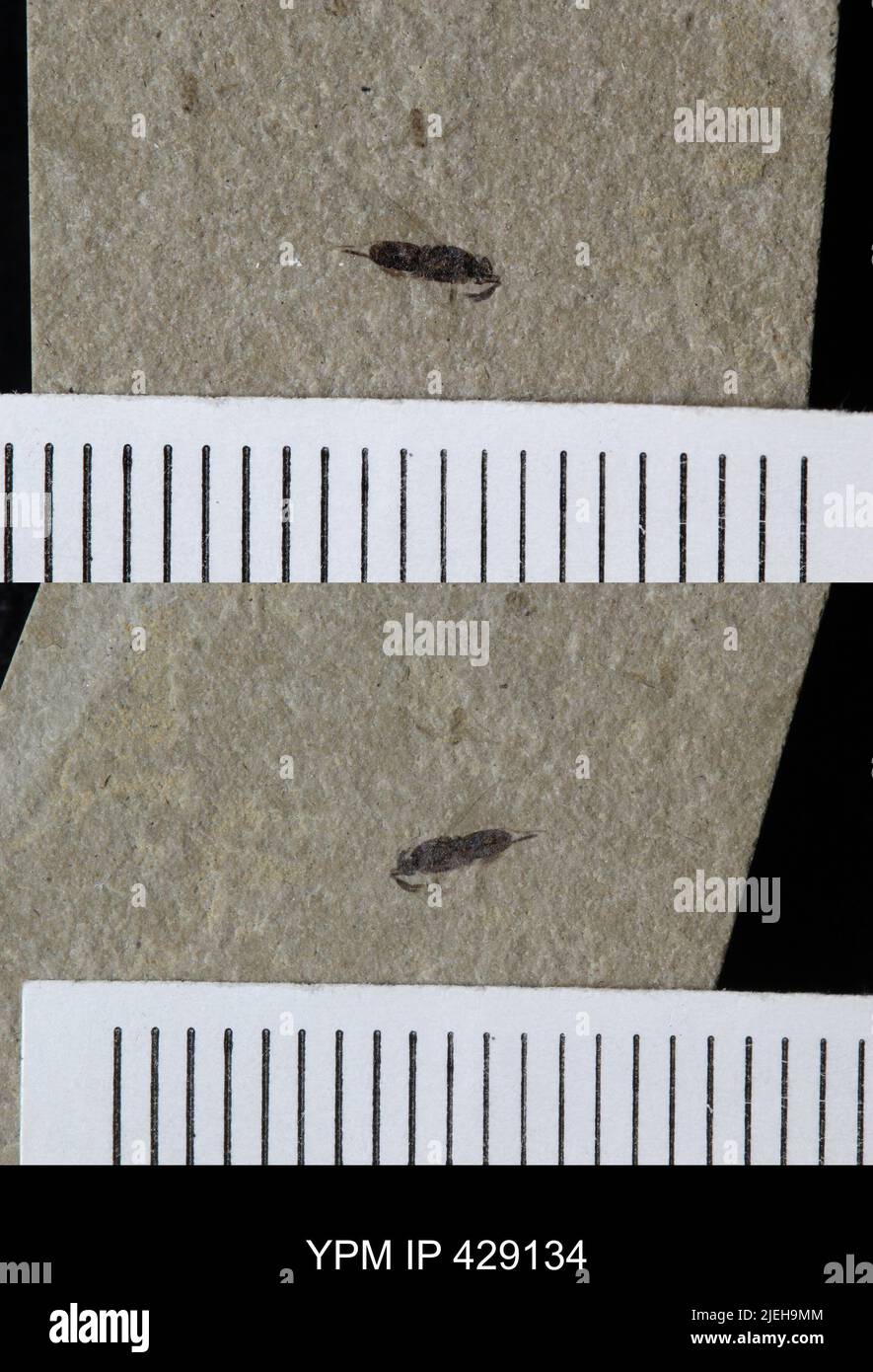 Undet pterygota animalia hi-res stock photography and images - Alamy