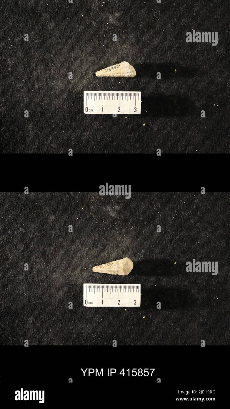 Conularia crustula white hi-res stock photography and images - Alamy