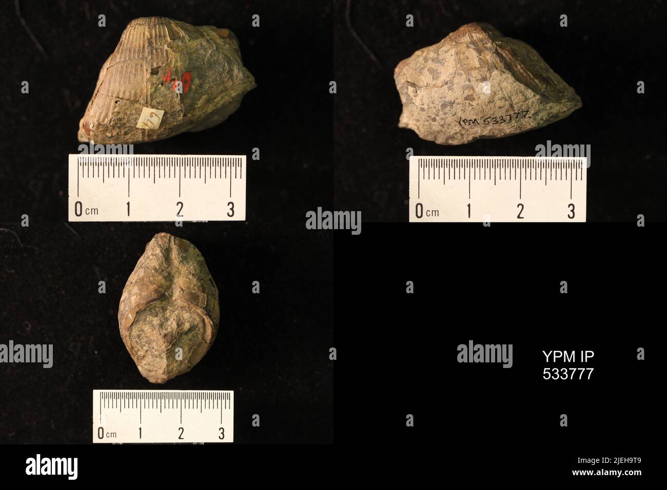 Conocardium hi-res stock photography and images - Alamy