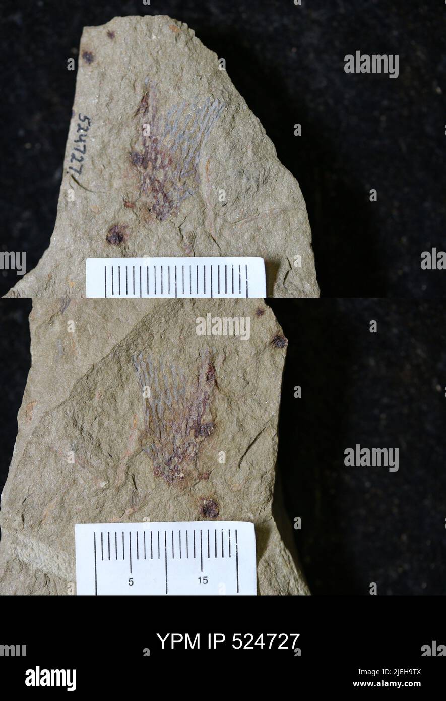 Graptolithina graptolites hi-res stock photography and images - Alamy