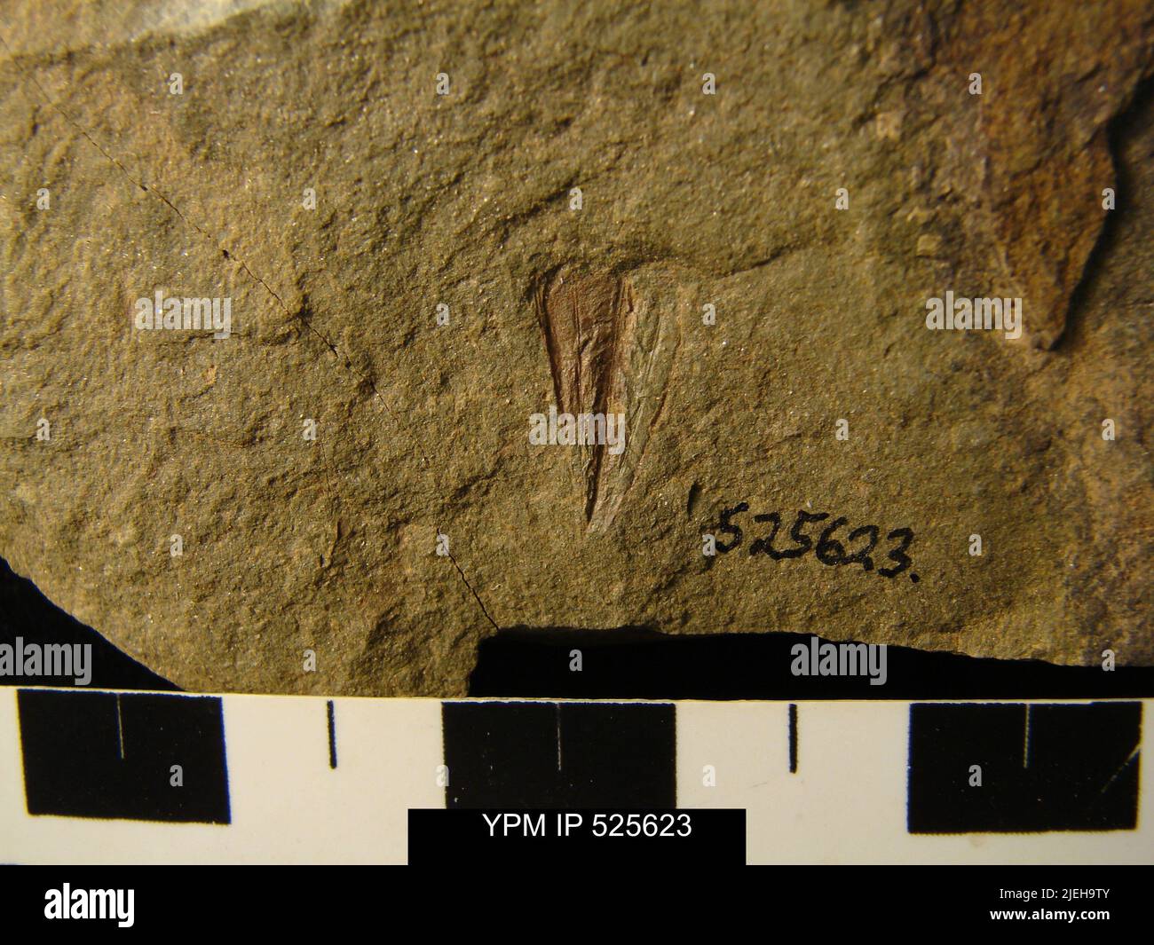 Conulariida animalia hi-res stock photography and images - Alamy