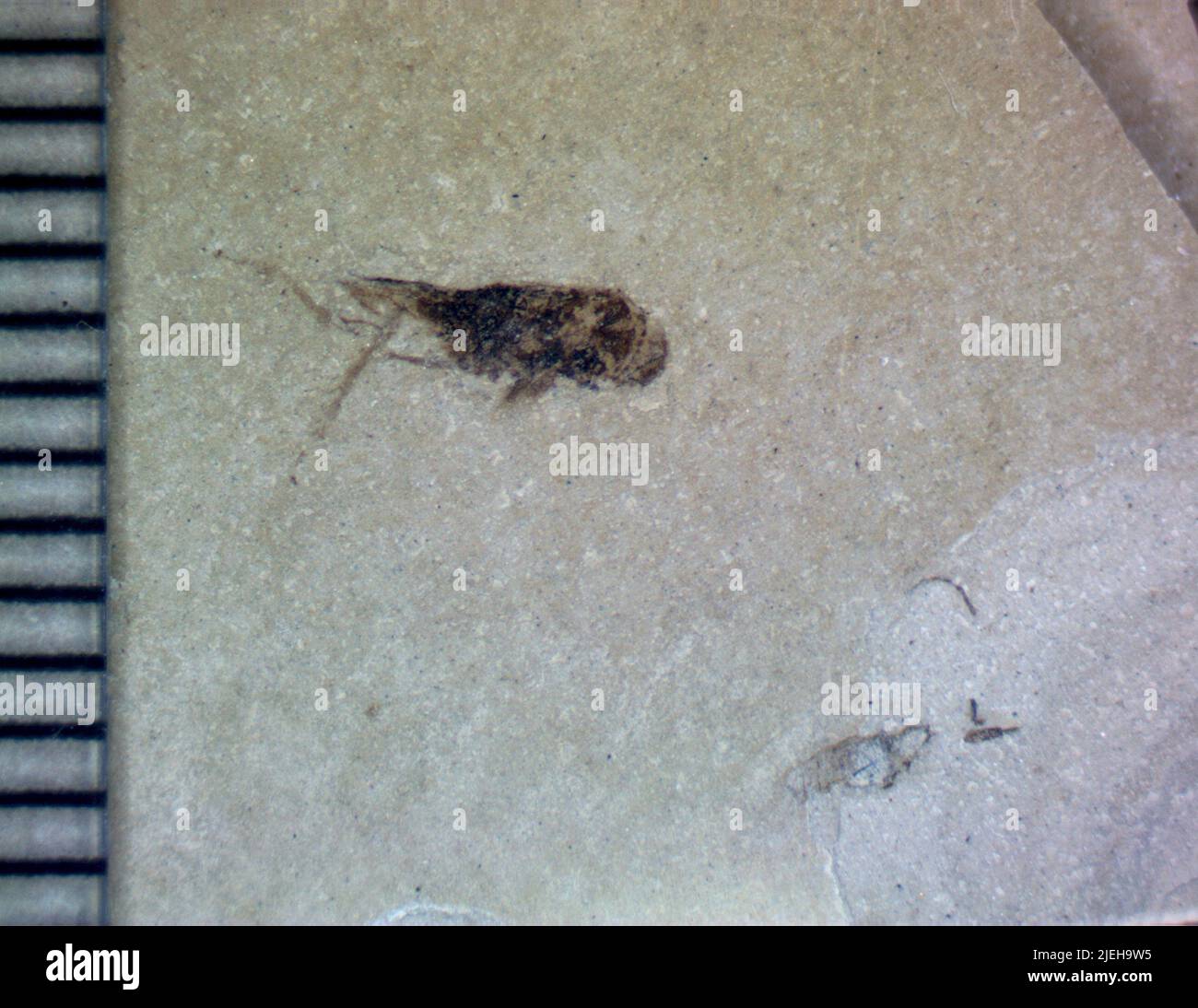 Undet homoptera animalia hi-res stock photography and images - Alamy