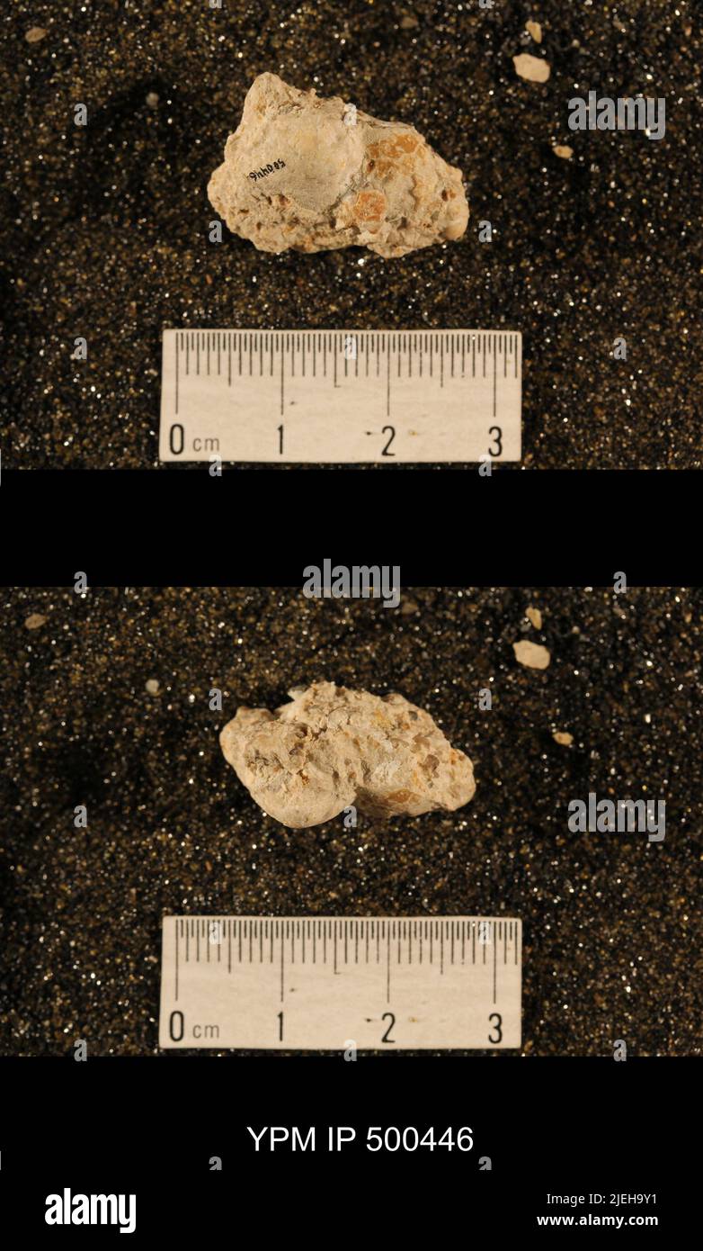 Enteletes plummeri King Stock Photo - Alamy