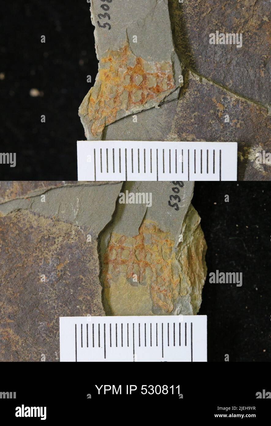 Dendroidea hi-res stock photography and images - Alamy