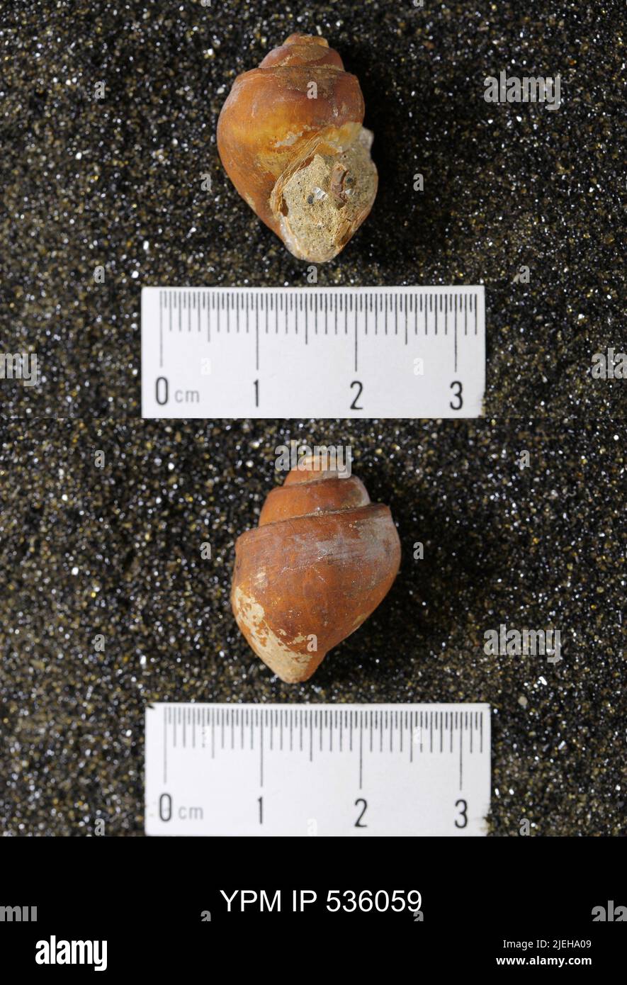 1856 animalia hi-res stock photography and images - Alamy