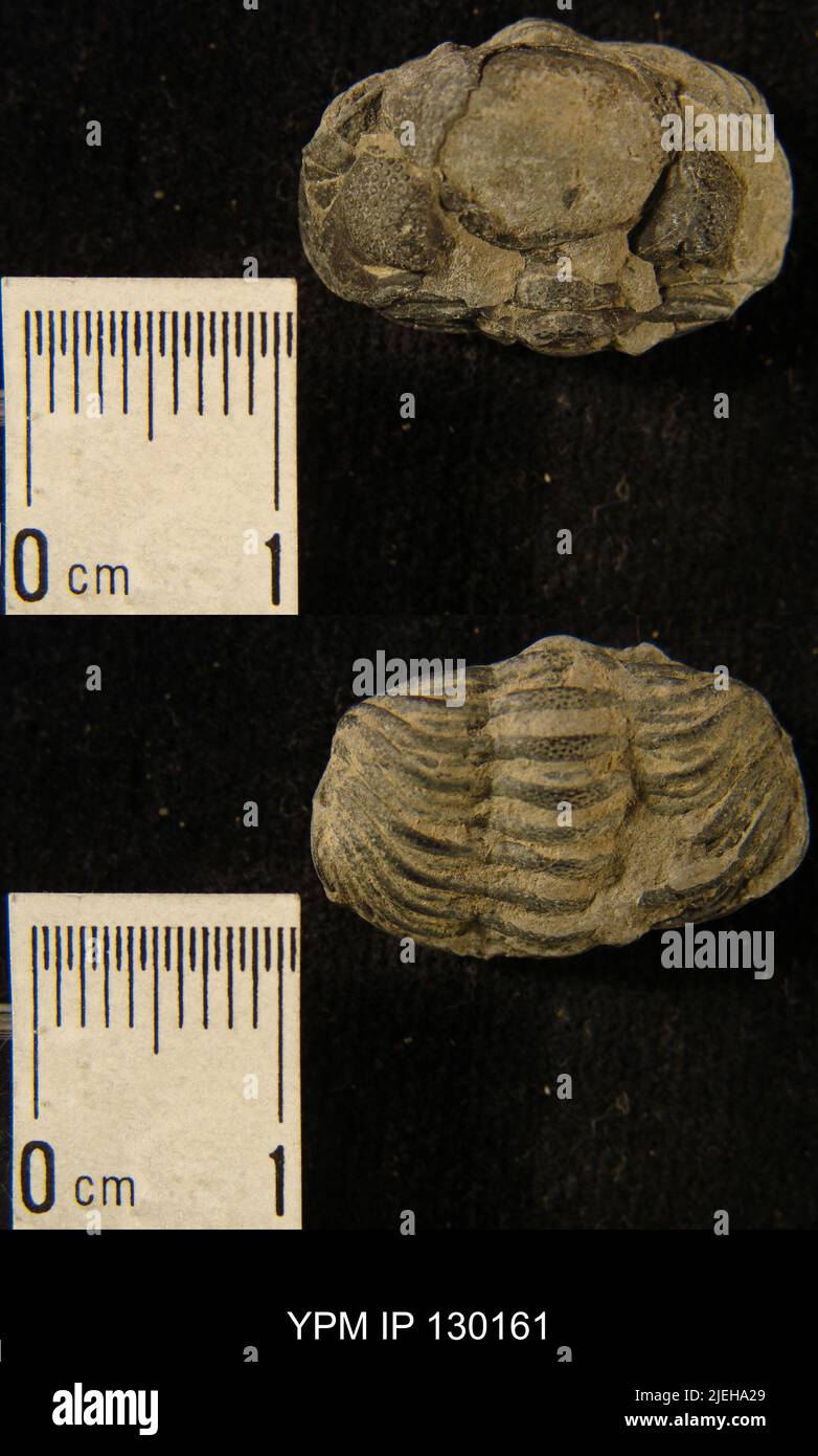 Eldredgeops rana (Green Stock Photo - Alamy