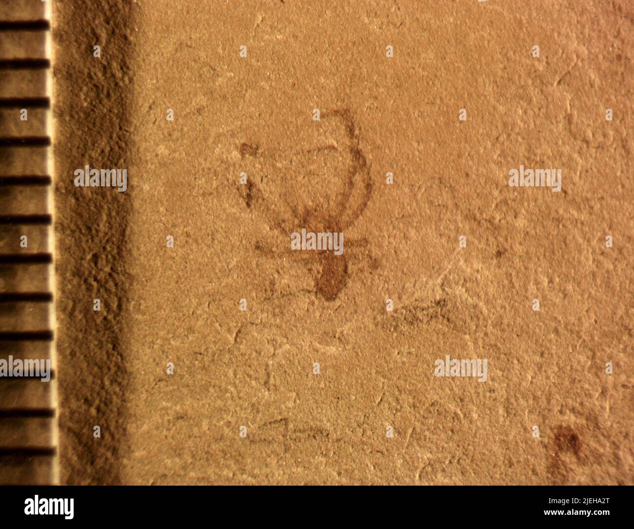 Spider physiology hi-res stock photography and images - Alamy